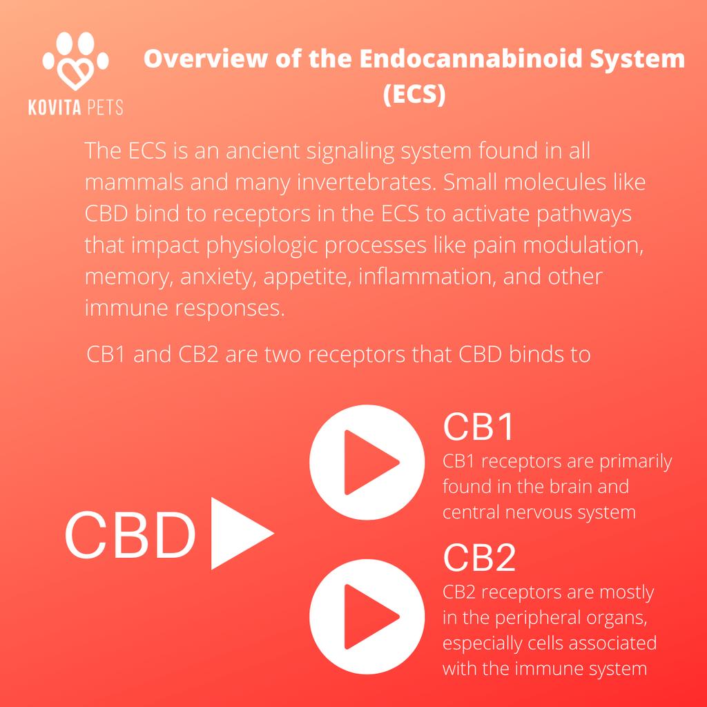 High level overview on Endocannabinoid (ECS) system particular on CB1 ...