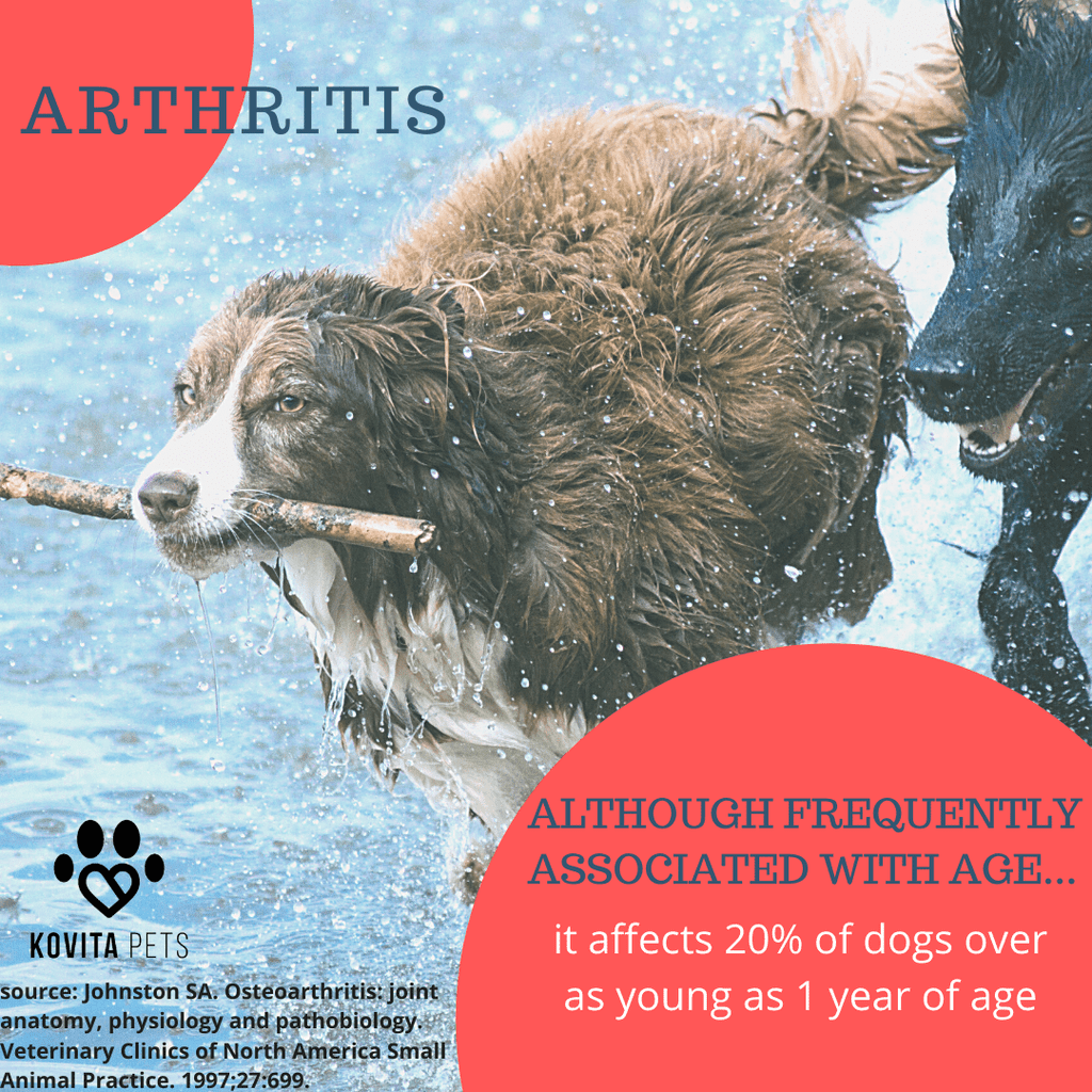 Arthritis affects 20% of dogs over as young as 1 year of age presented ...